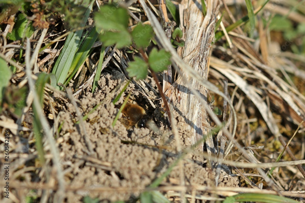 Weibchen der Frühlings-Seidenbiene (Colletes cunicularius) schaut aus ...