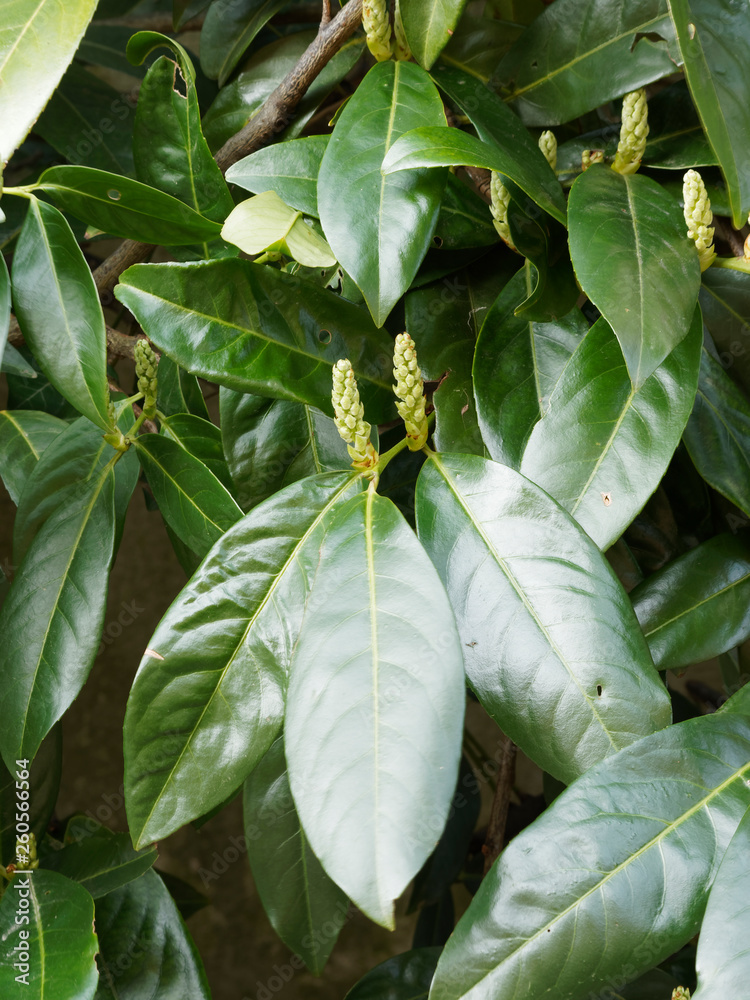 Le Laurier-cerise (Prunus laurocerasus), un arbuste au feuillage ...