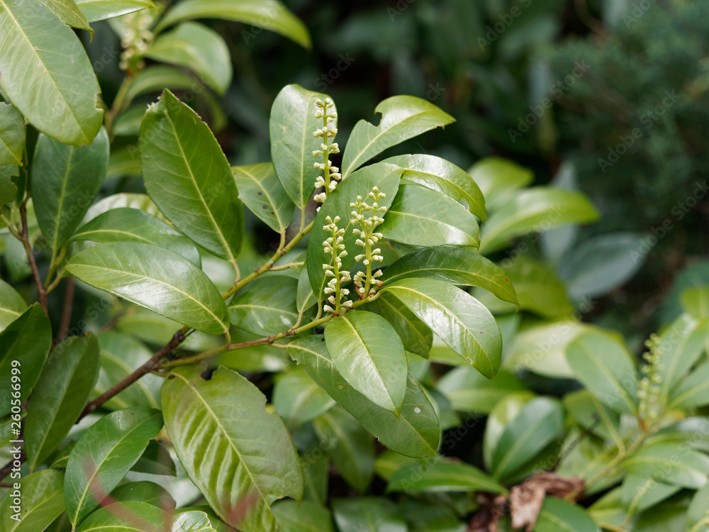 Le Laurier-cerise (Prunus laurocerasus), un arbuste au feuillage persistant, elliptique et ...