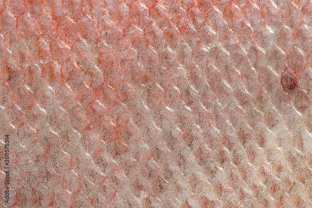 A detailed image of the skin of rainbow trout with pink, seebristy and ...