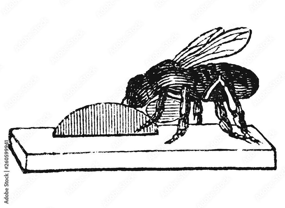 Vintage Vector Drawing or Antique Engraving Illustration of Honey Bee ...