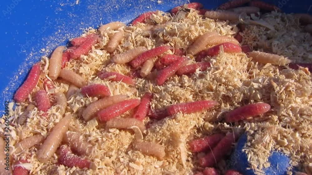 Maggots flesh fly larva worms for fishing bait. Close up live worm for ...
