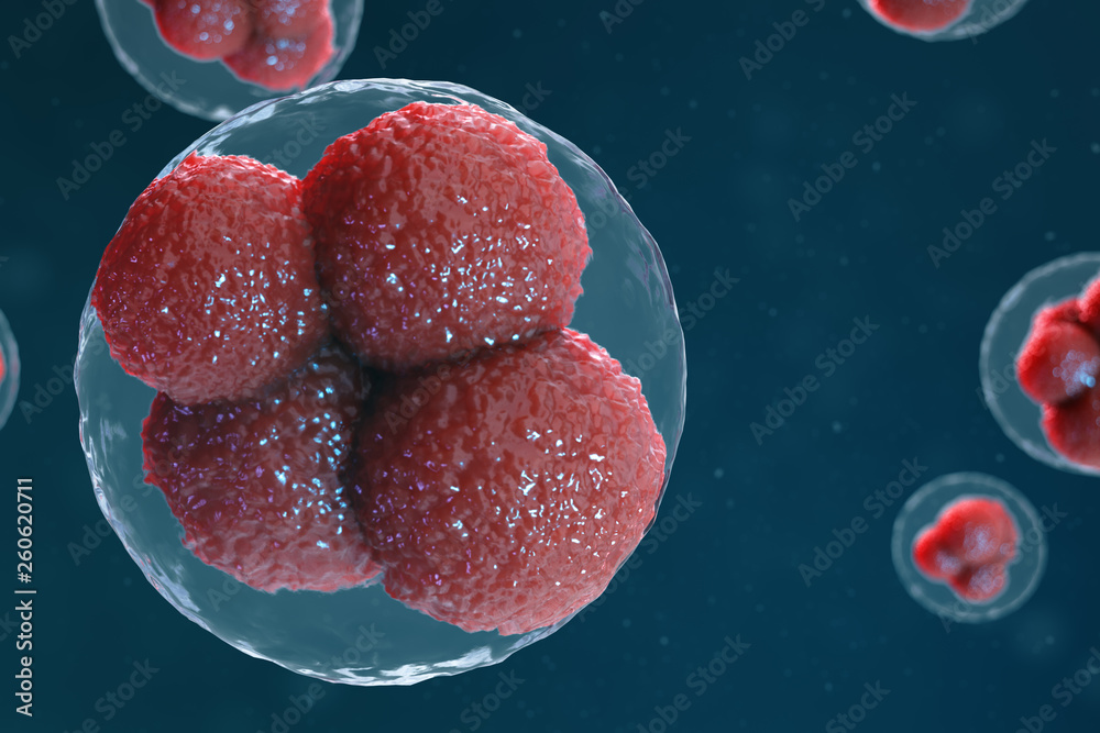3D illustration egg cells embryo. Embryo cells with red nucleuses in ...