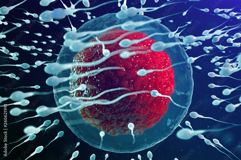 3D illustration sperm and egg cell, ovum. Sperm approaching egg cell ...