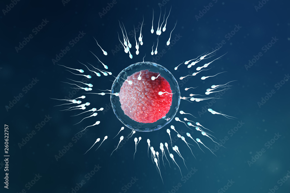 3D illustration sperm and egg cell, ovum. Sperm approaching egg cell ...