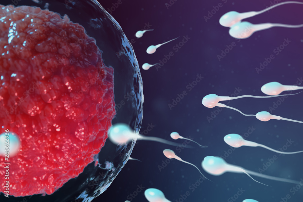 Fototapeta 3D illustration sperm and egg cell, ovum. Sperm approaching ... Fototapeta 3D illustration sperm and egg cell, ovum. Sperm approaching ...