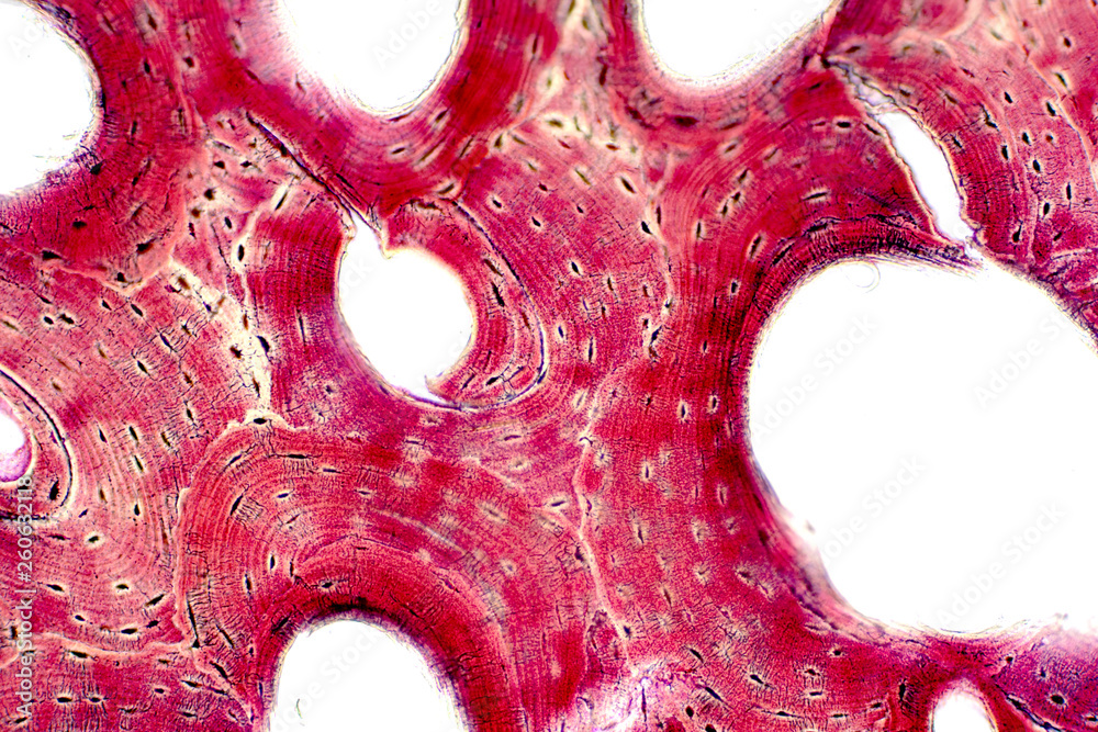 Histology of human compact bone tissue under microscope view for ...