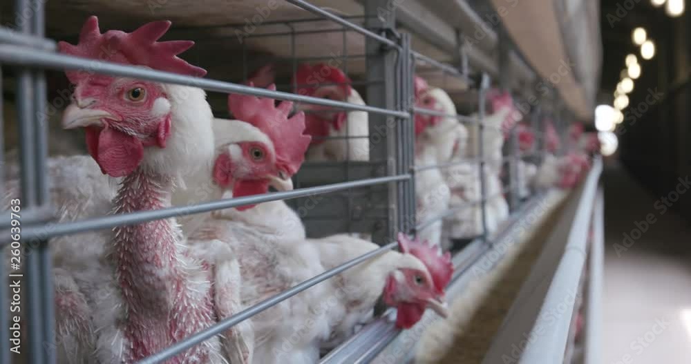 Vidéo Stock 4K close-up side view of cramped chickens in a large scale ...