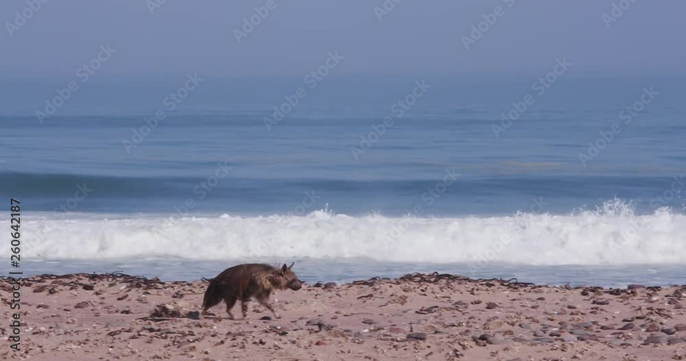 4K view of a Brown Hyena walking along the coast line scavenging for ...