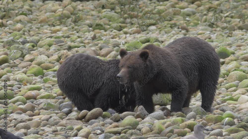 Close Up: Two Grizzly Bears Digging For Water On Shore, Birds Around in ...