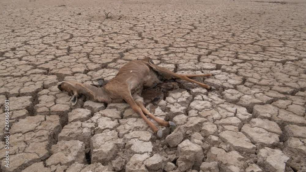 4K close-up panning view of a dead antelope that died of thirst, lying ...