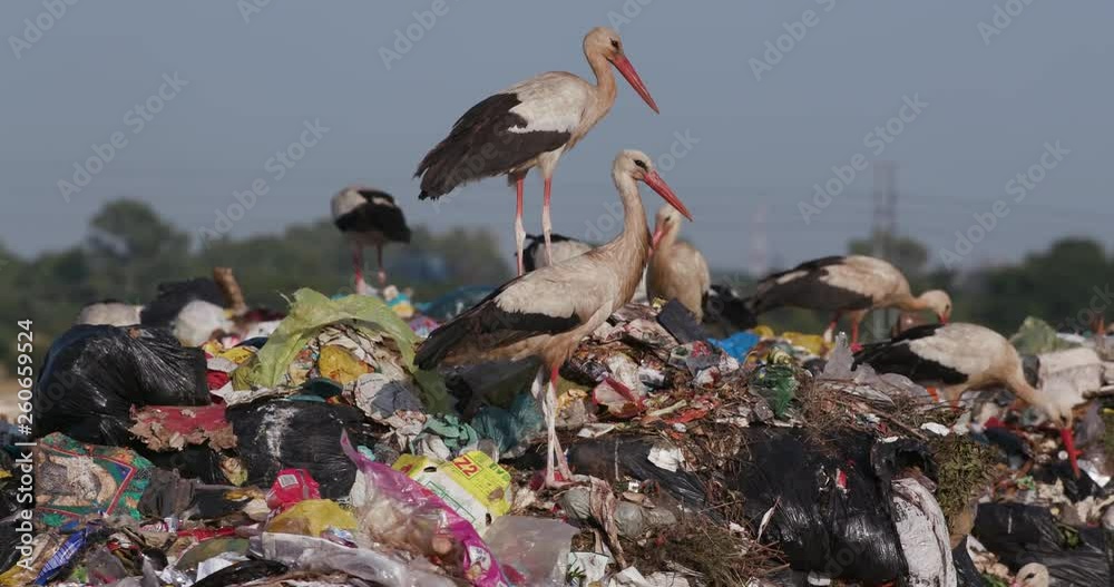 4K close-up view of a small group of European White Storks scavenging ...