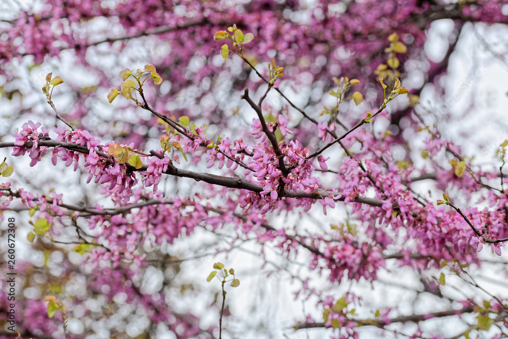 tree of judas Stock Photo | Adobe Stock