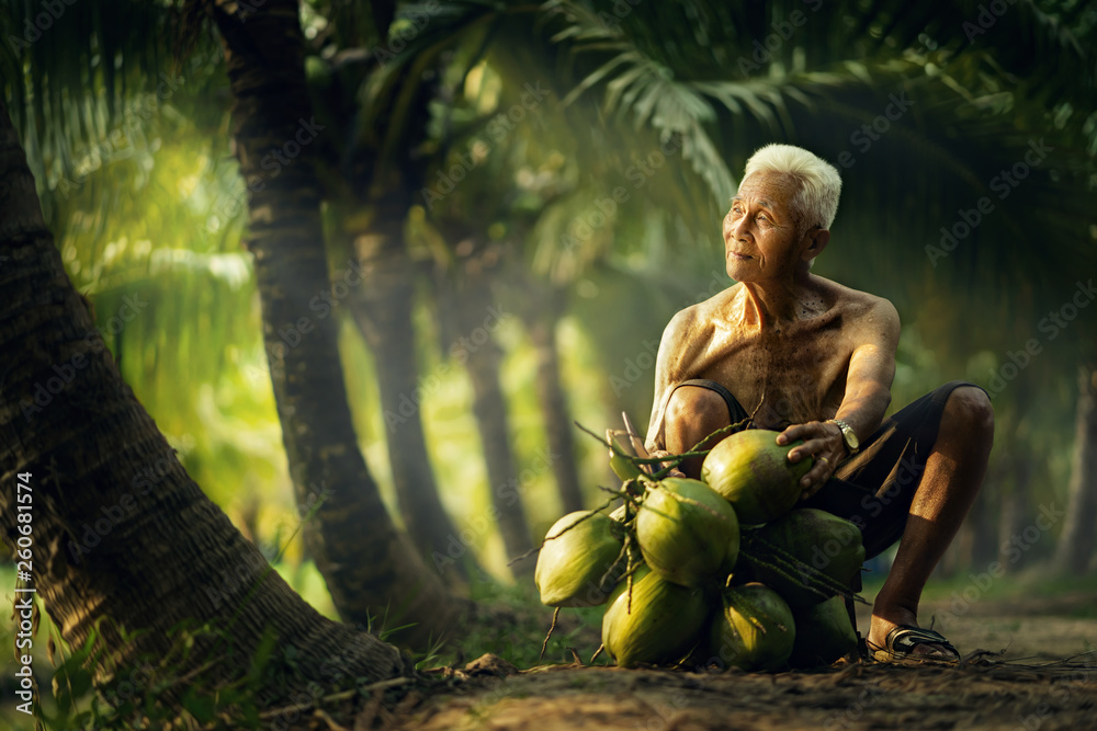 Old man collecting coconut in coconut farm in thailand. Stock Photo ...