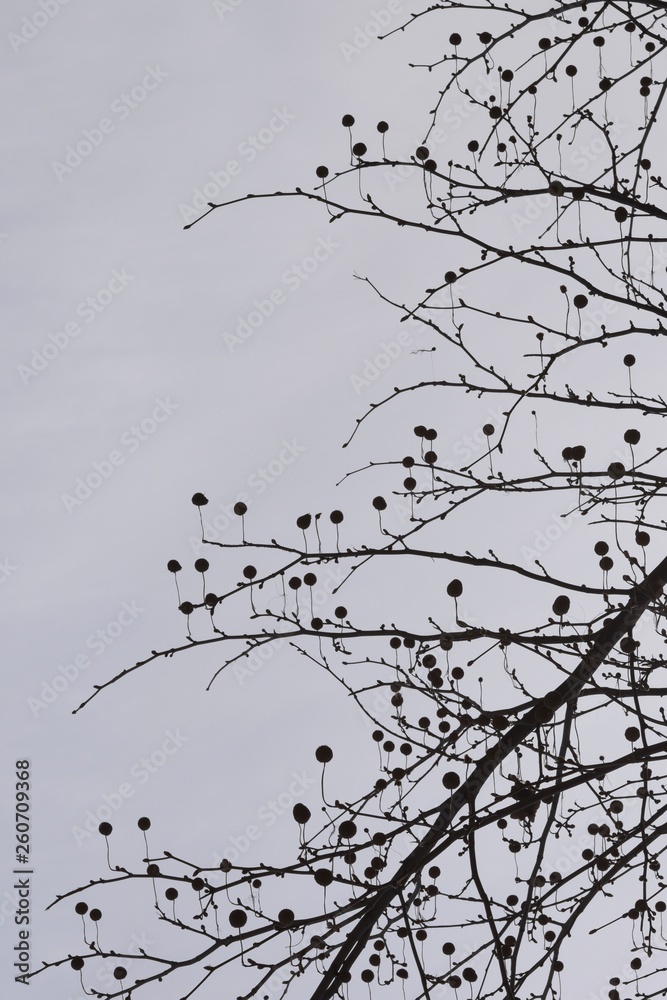 Barren platanus tree branches and its fruits Stock Photo | Adobe Stock