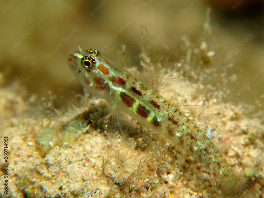 Eviota Gobies