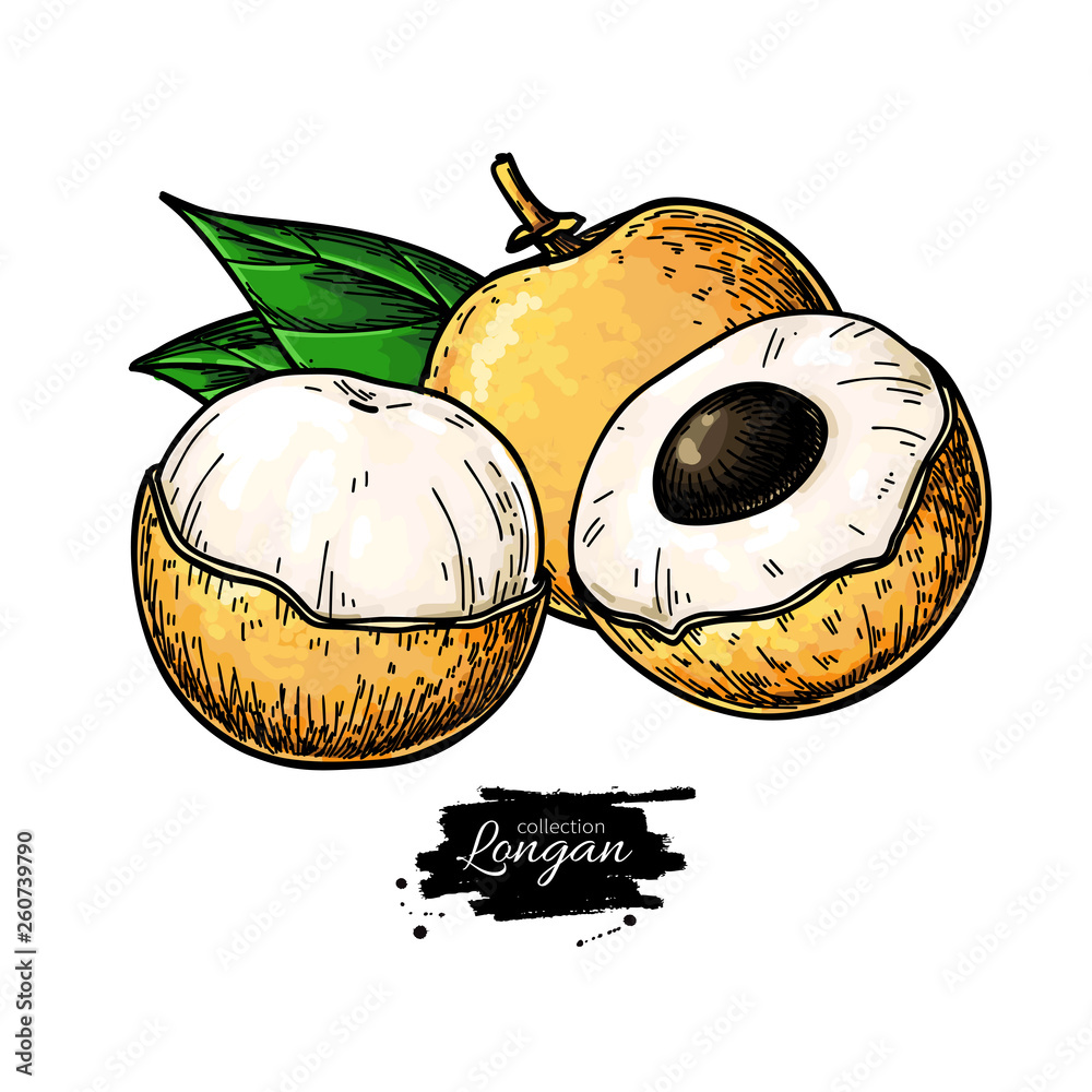 Longan vector drawing. Hand drawn tropical fruit illustration. Colorful ...