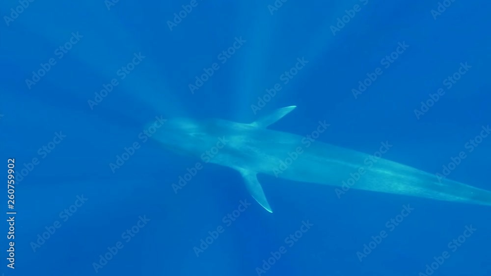 Vídeo do Stock: Blue whale - Balaenoptera musculus slowly swim in blue ...