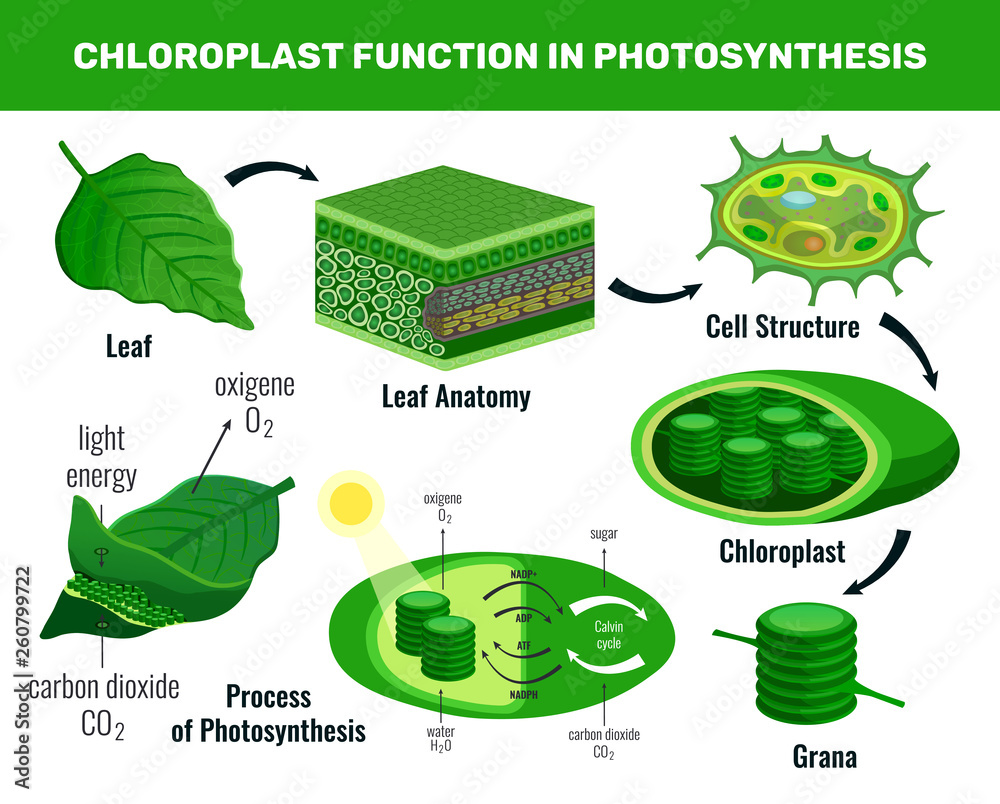 Poster Chloroplast Photosynthesis Infographic Elements – Wall Art ...