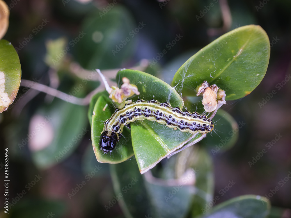 how to get rid of box tree moth & caterpillar Stock Photo | Adobe Stock