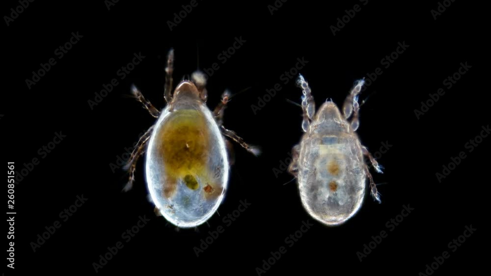 Vidéo Stock two mite (Acari), under the microscope, possibly of the ...
