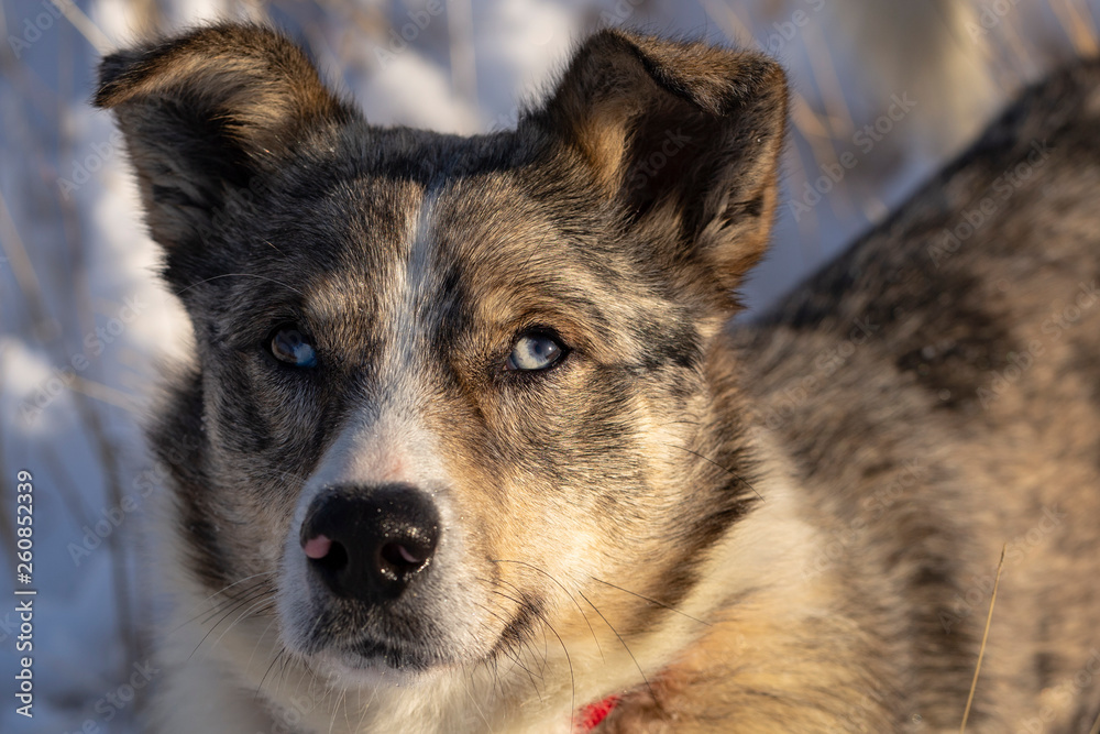 The alpha male of the Australian Shepherd dominates the winter forest ...