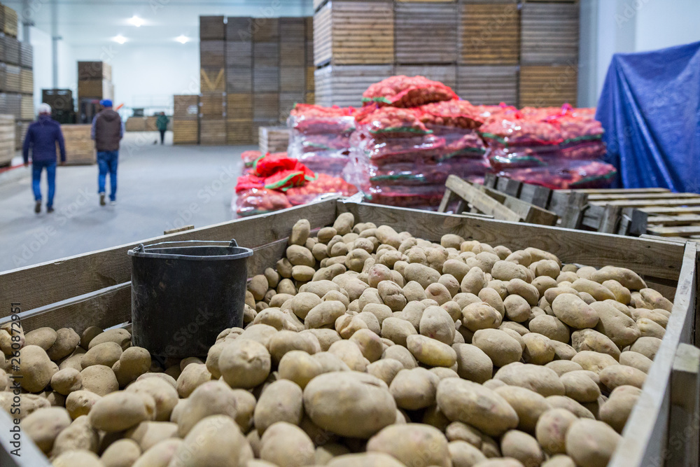 Potatoes storage. Crops warehouse. Dry cool storage. Selected root ...