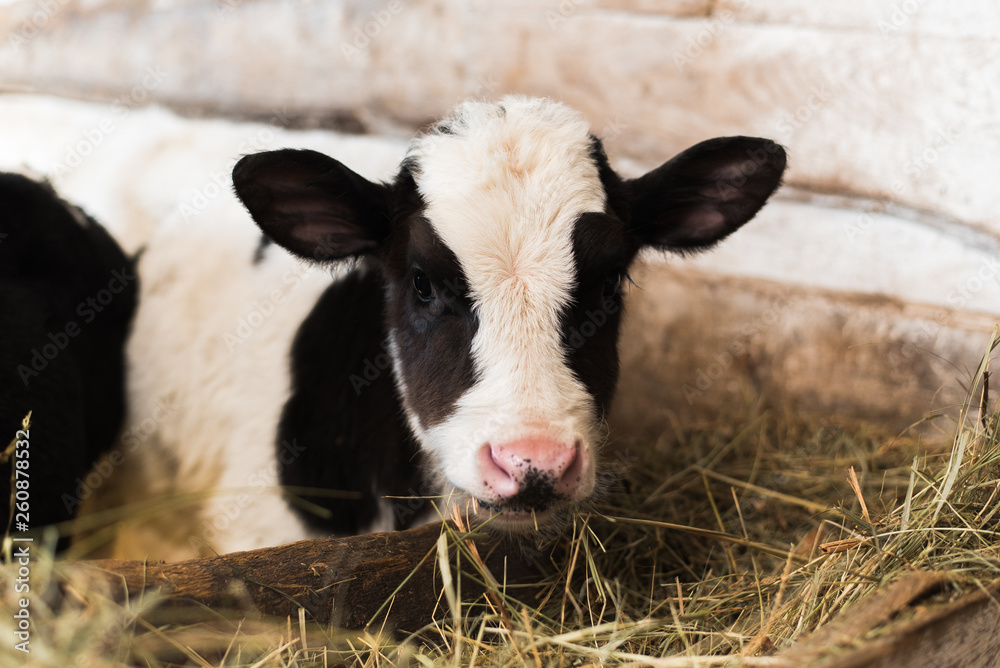 calf on the farm. Inside the farm is a cute baby cow. A lot of hay ...