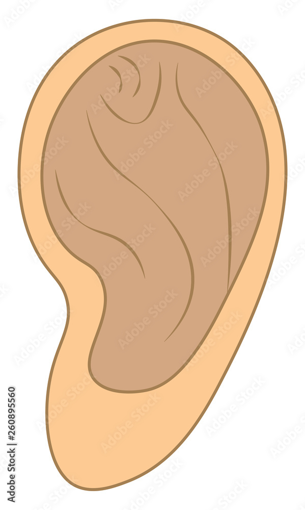 Ear anatomy of the human sense of organ used for hearing vector color ...