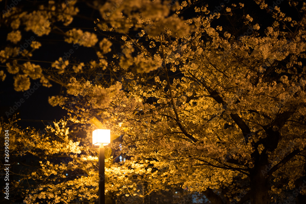 chiba, japan, 04/03/2019 , view of Aobanomori park. Sakura cherry trees ...