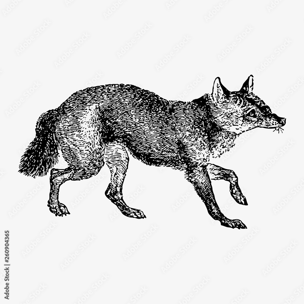 Jackal animal drawing Stock Vector | Adobe Stock