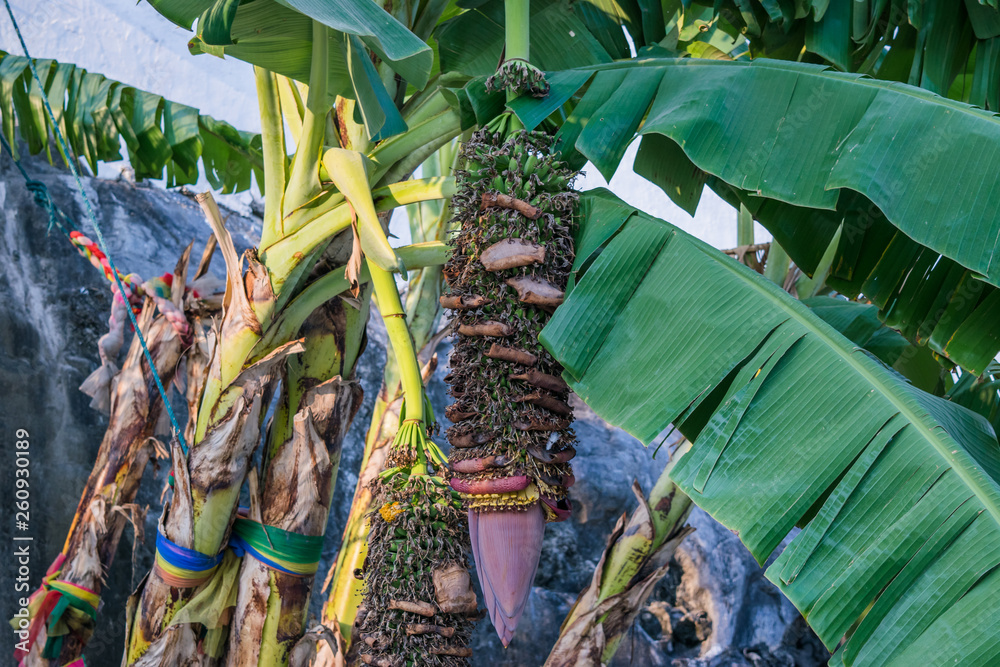 Musa balbisiana, a banana that Thai people respect Stock Photo | Adobe ...