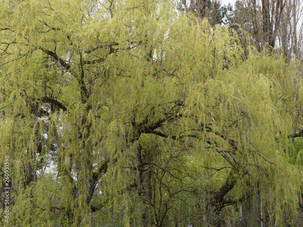 (Salix babylonica) Babylon willow or Weeping willow in the colors of ...