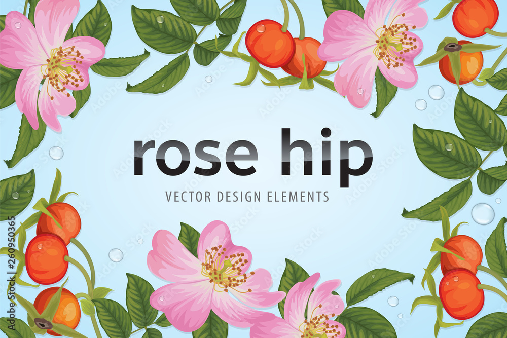 Rose hip flower with seed on background template. Vector set of element ...