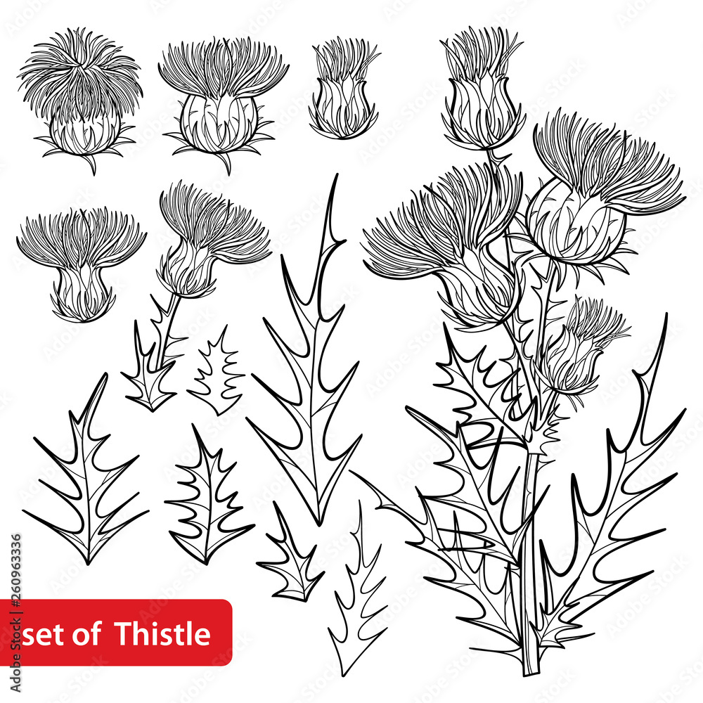 Set with outline welted Thistle or Carduus plant, spiny leaf, bud and ...