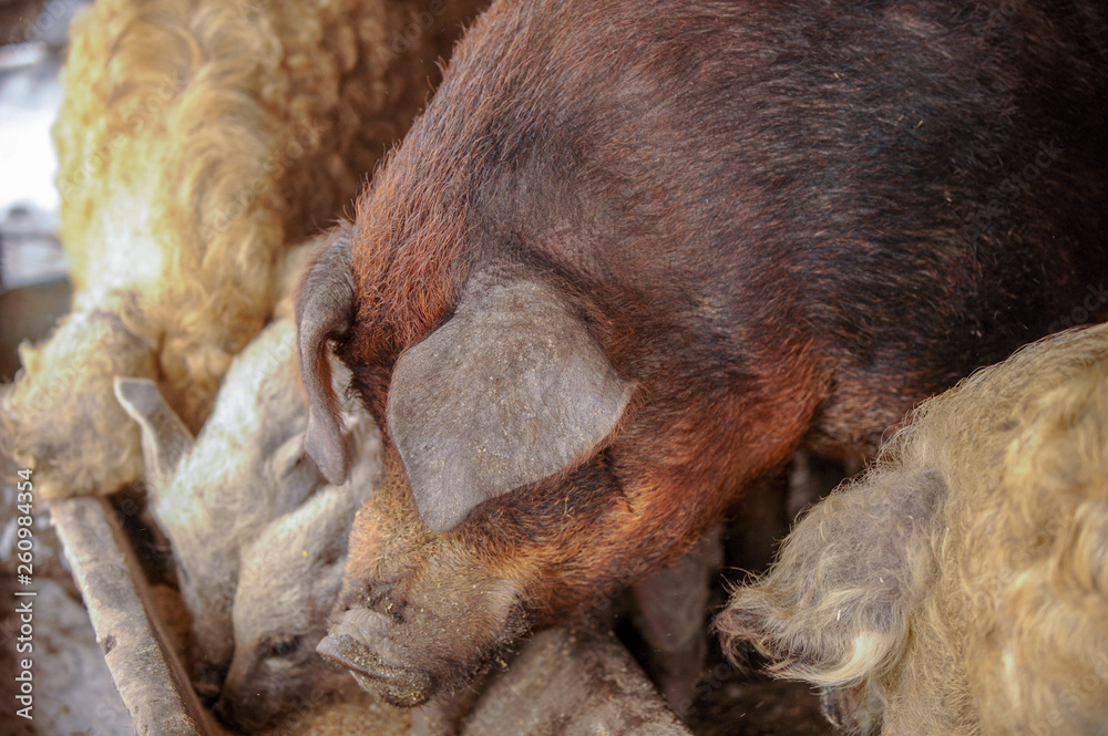 Big producer of red wild boar. Meat breed of pigs Duroc. Pigs grazing ...