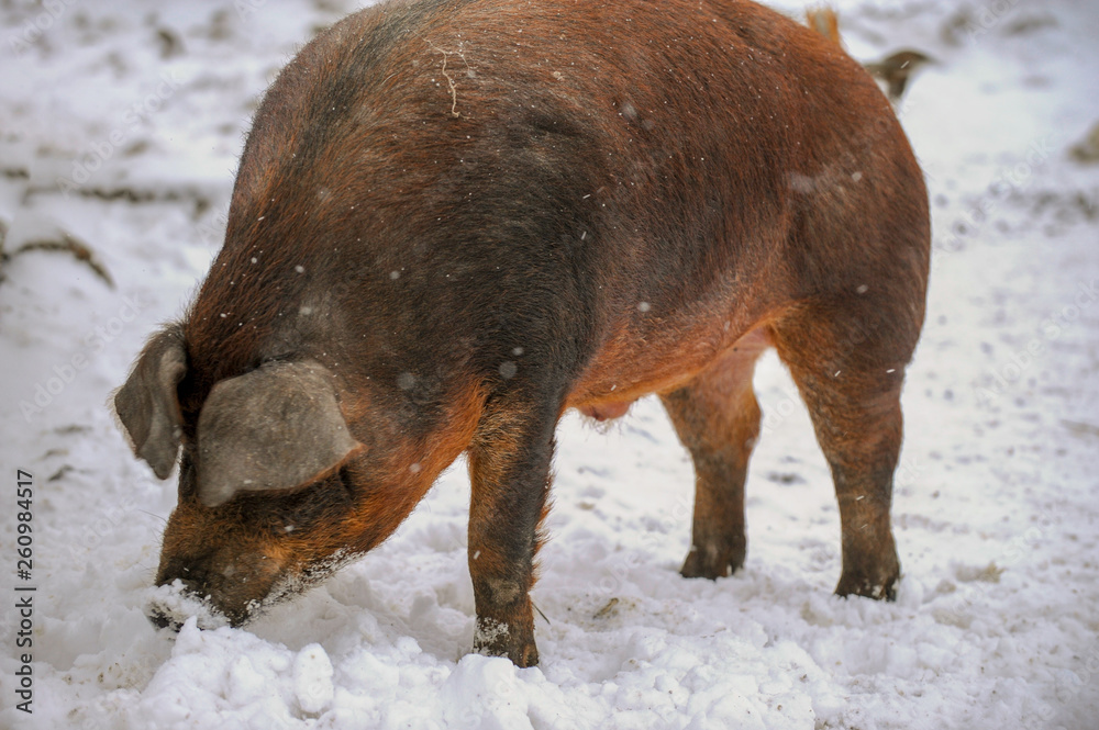 Big producer of red wild boar. Meat breed of pigs Duroc. Pigs grazing ...