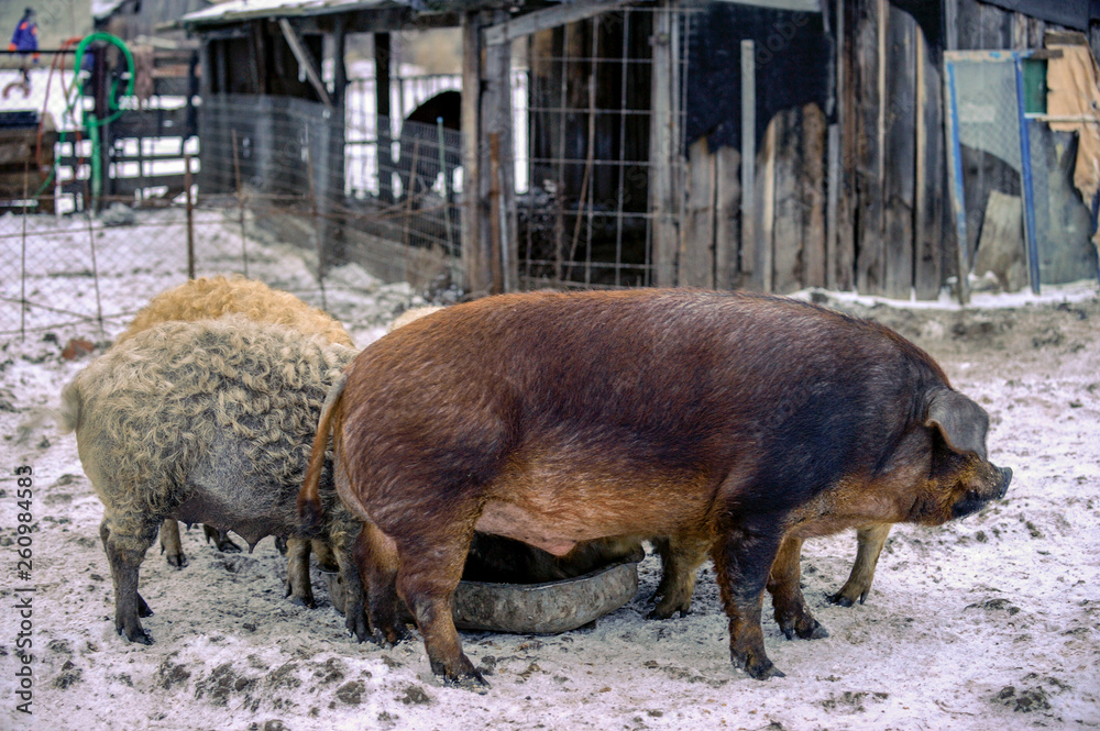 Domestic pigs of Hungarian breed Mangalitsa. Hybrid boars grazing ...