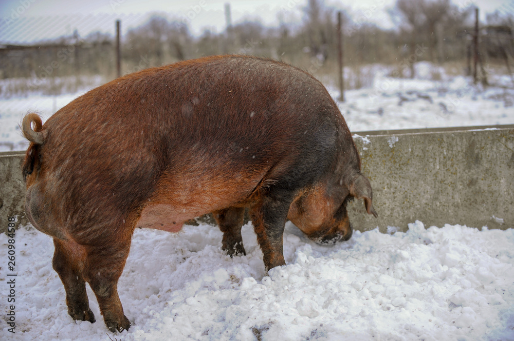 Big producer of red wild boar. Meat breed of pigs Duroc. Pigs grazing ...