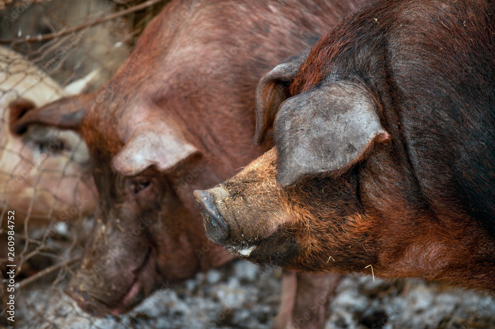 Big producer of red wild boar. Meat breed of pigs Duroc. Pigs grazing ...