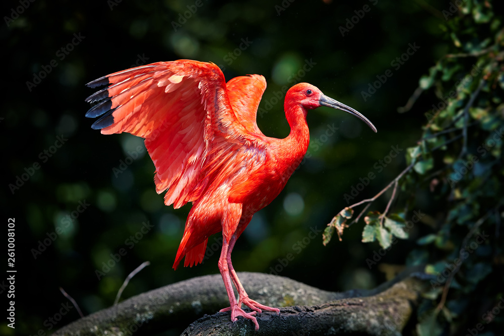 Beautiful red bird, Scarlet Ibis, Eudocimus ruber in its typical ...