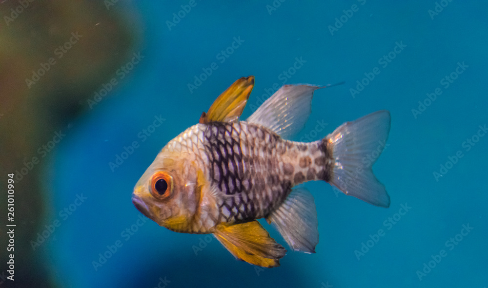 spotted cardinalfish portrait (Sphaeramia nematoptera) with blue water ...