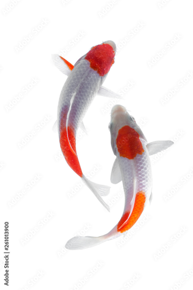 Koi fish kohaku White background Stock Photo | Adobe Stock
