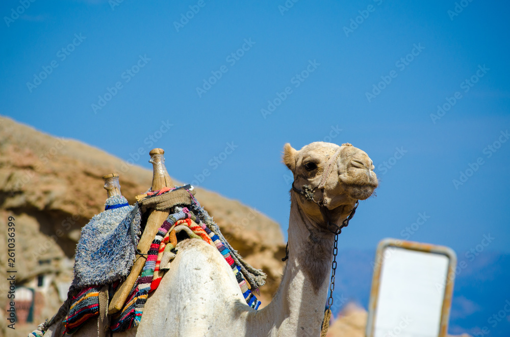 portrait of a camel with blank sign in Egypt Dahab South Sinai Stock ...