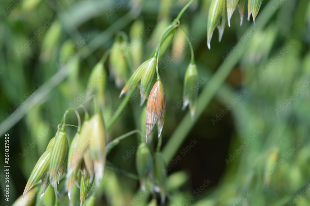 Oat spikelet infected by Fusarium Head Blight Stock Photo | Adobe Stock