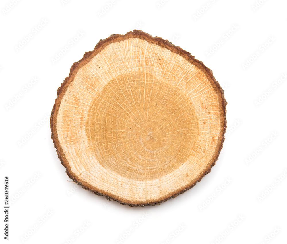 A slice of oak wood representing profile of cut tree. Stock Photo ...
