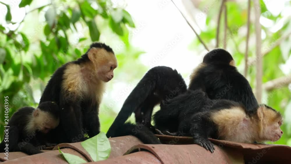 Video Stock Capuchin tropical family monkeys in the tropics. The white ...