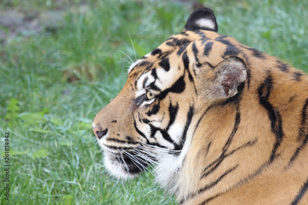 Königstiger / Royal Bengal Tiger / Panthera tigris tigris. Stock Photo ...
