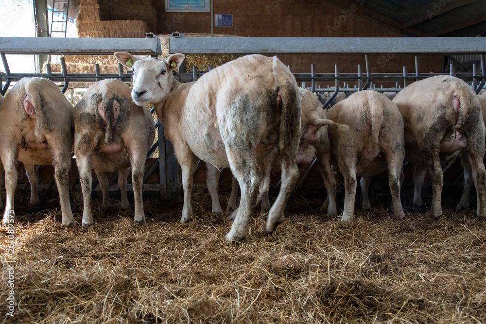 Row of butts of freshly shaved sheep, a sheep looking back at the ...