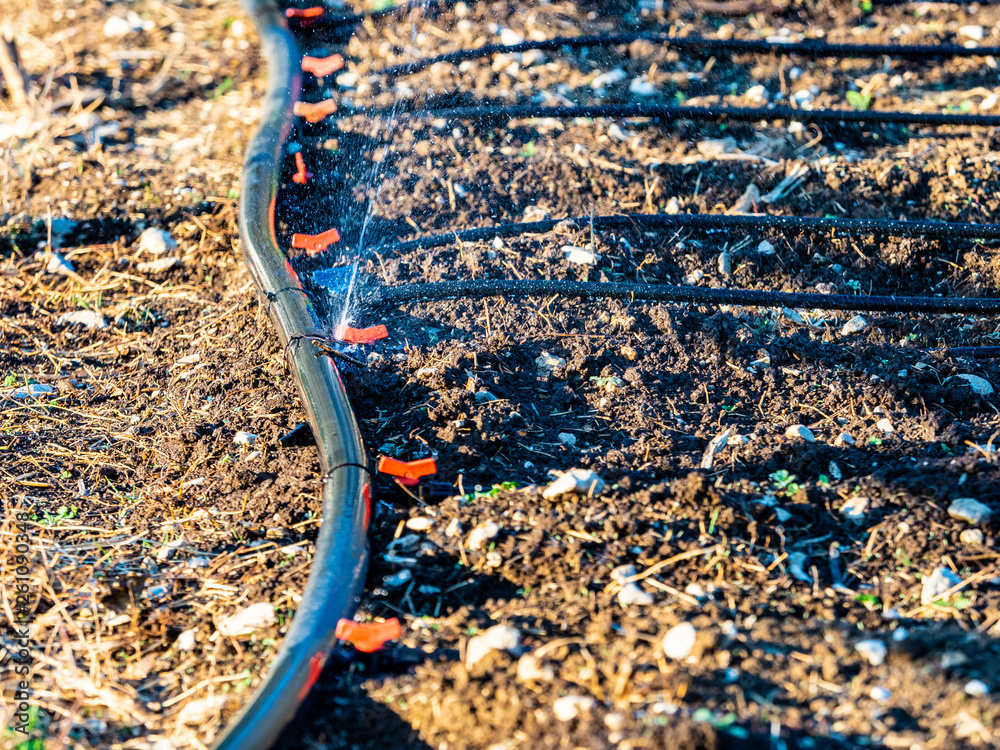 drip irrigation tube of the garden with the gushing valves Stock Photo ...
